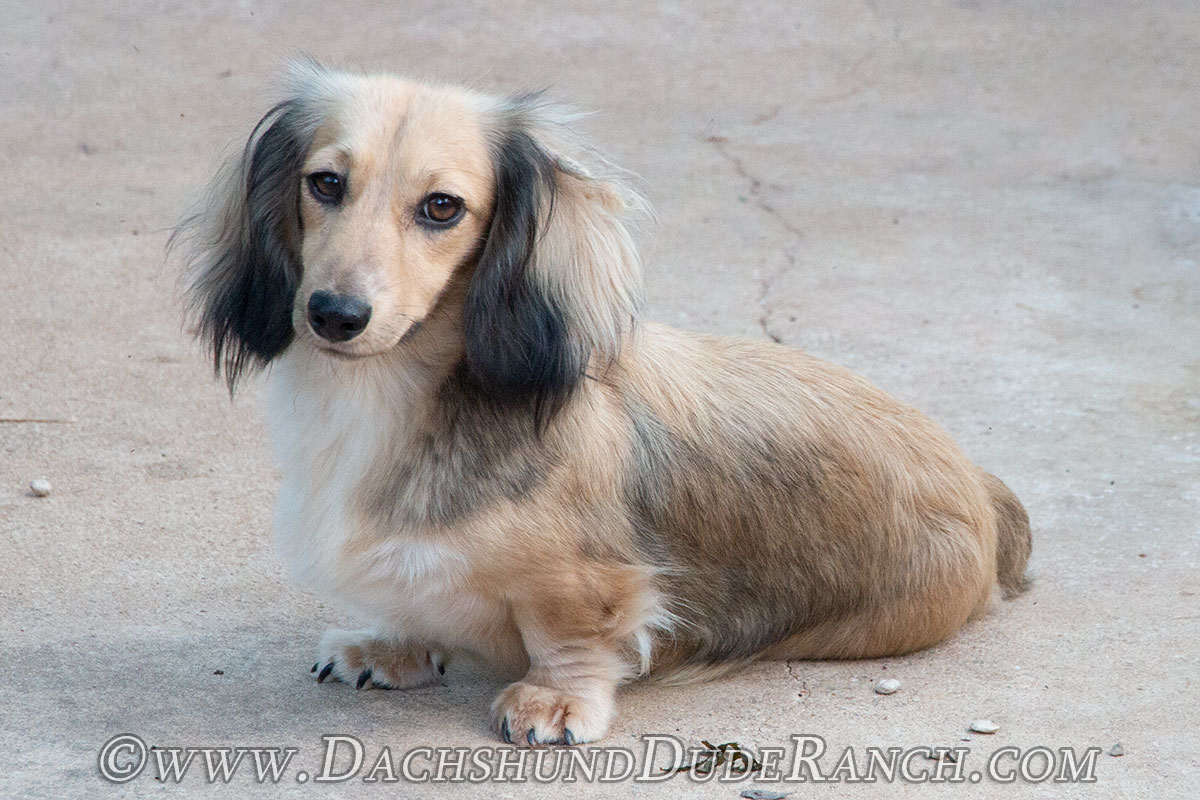 DDR Adoptions